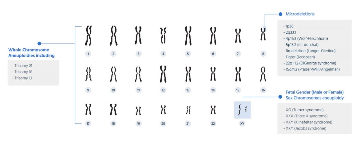 G-NIPT – GC Genome