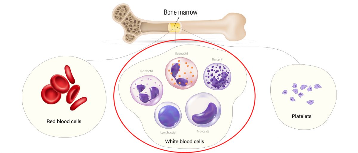 Hematology Cancer Panel – GC Genome