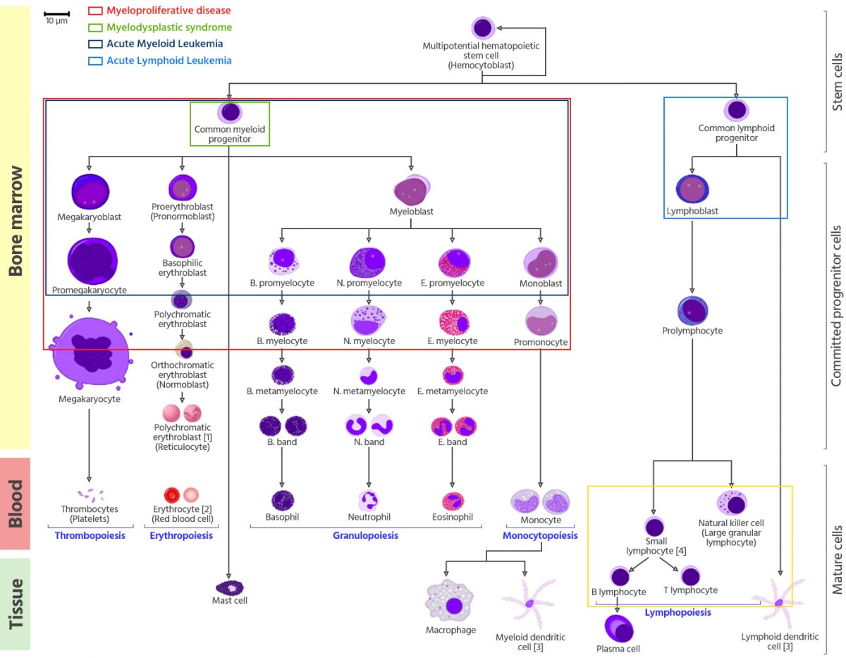 Hematology Cancer Panel – GC Genome