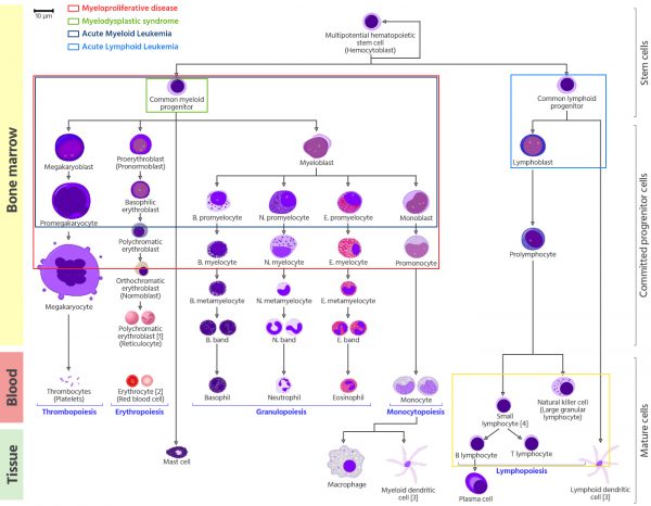 Hematology Cancer Panel – GC Genome