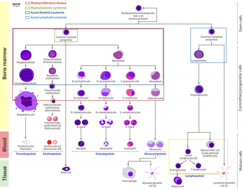Hematology Cancer Panel – GC Genome