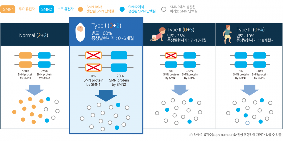 SMN1/2 – GC Genome